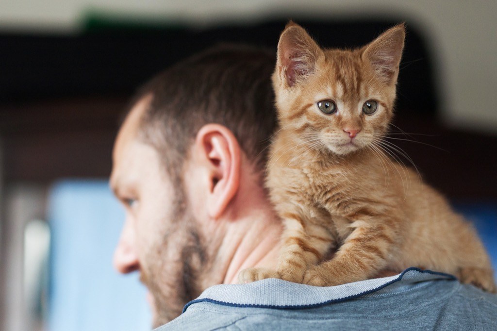 Man brings an exotic kitten from Czech republic as a souvenir,later on ...